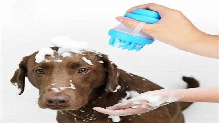 A Guide to Silicone Rubber Pets Products - Hongju